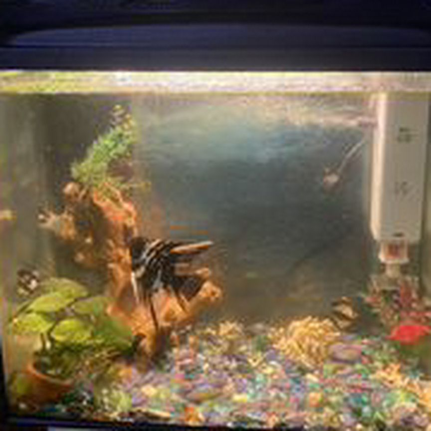 Аквариум aquael 50 l