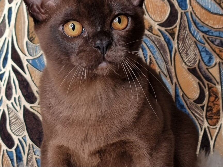 Бурманские котята