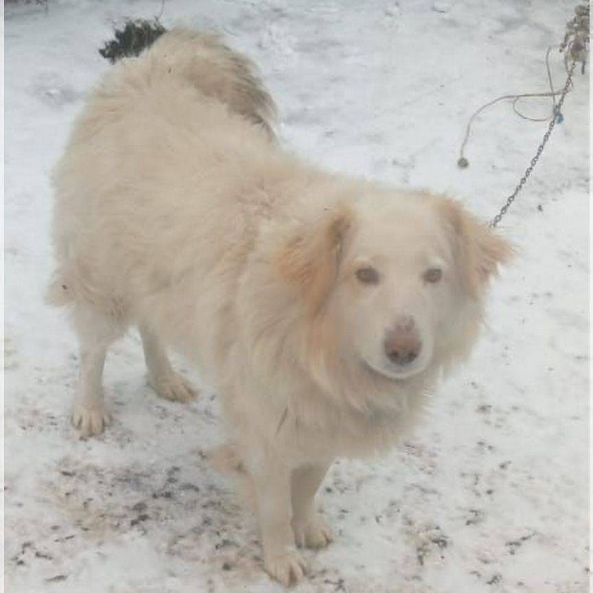 Волкособ, щенок