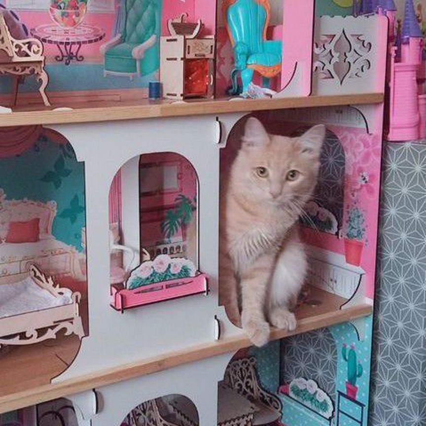 Котики бесплатно в добрые руки