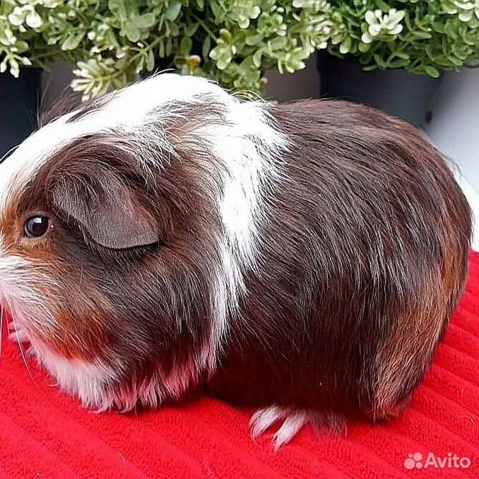 Шелти длинношерстная морская свинка