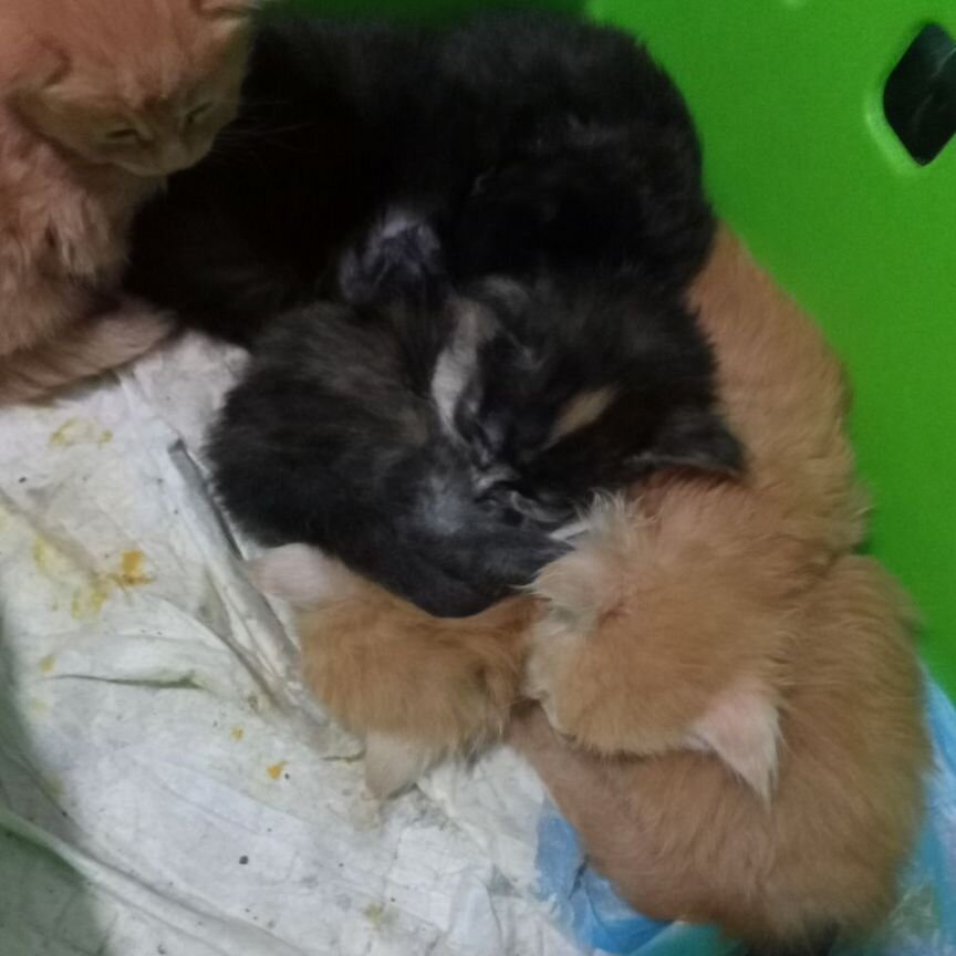 Мейн-кун котёнок