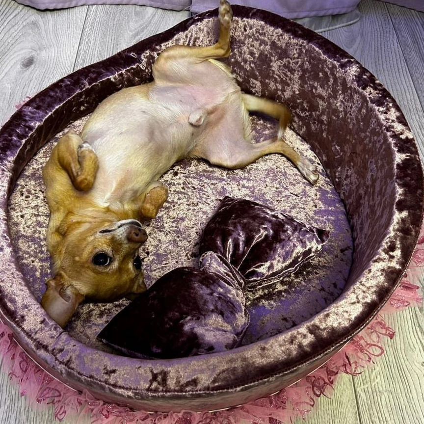 Лежанка бу бронь