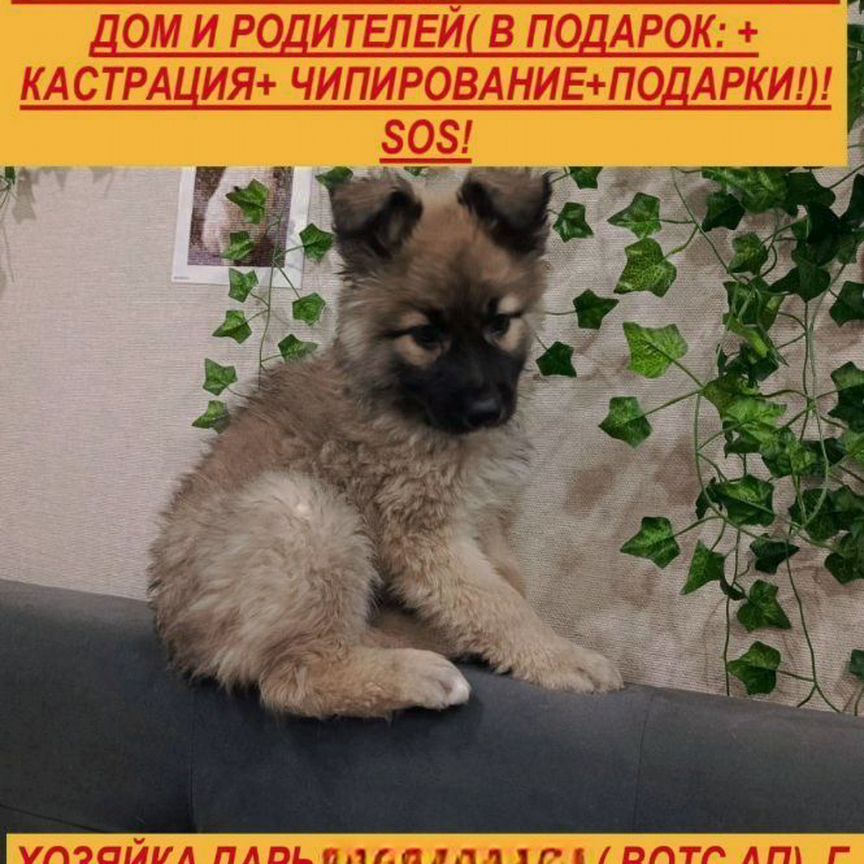 Компаньон-друг-зашитник-богатырь 5кг счастья в дом