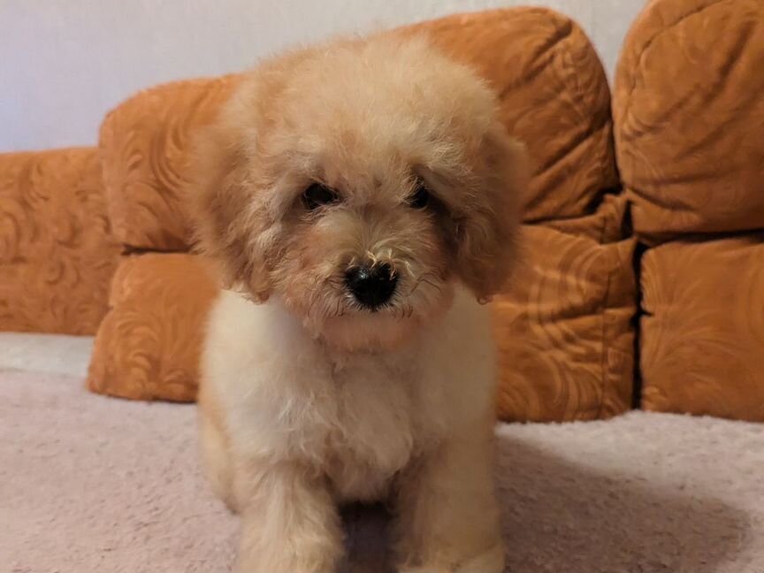 Мальчик пуделёк