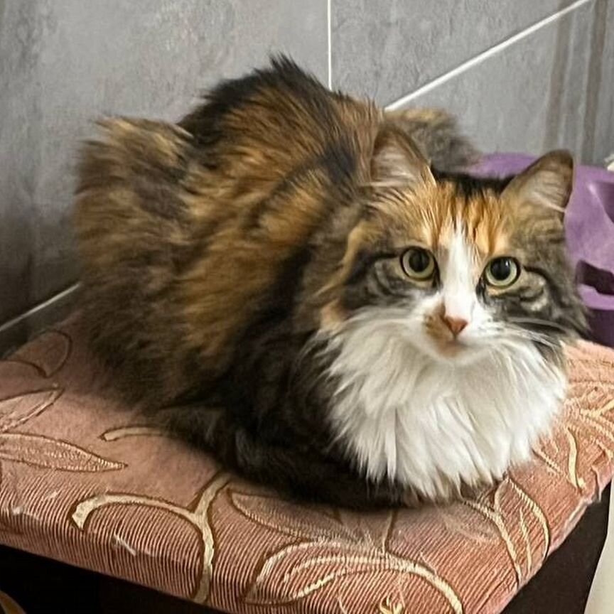 Отдам в добрые руки кошку