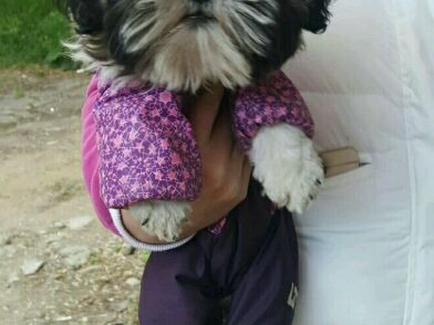 Костюмчик для собаки