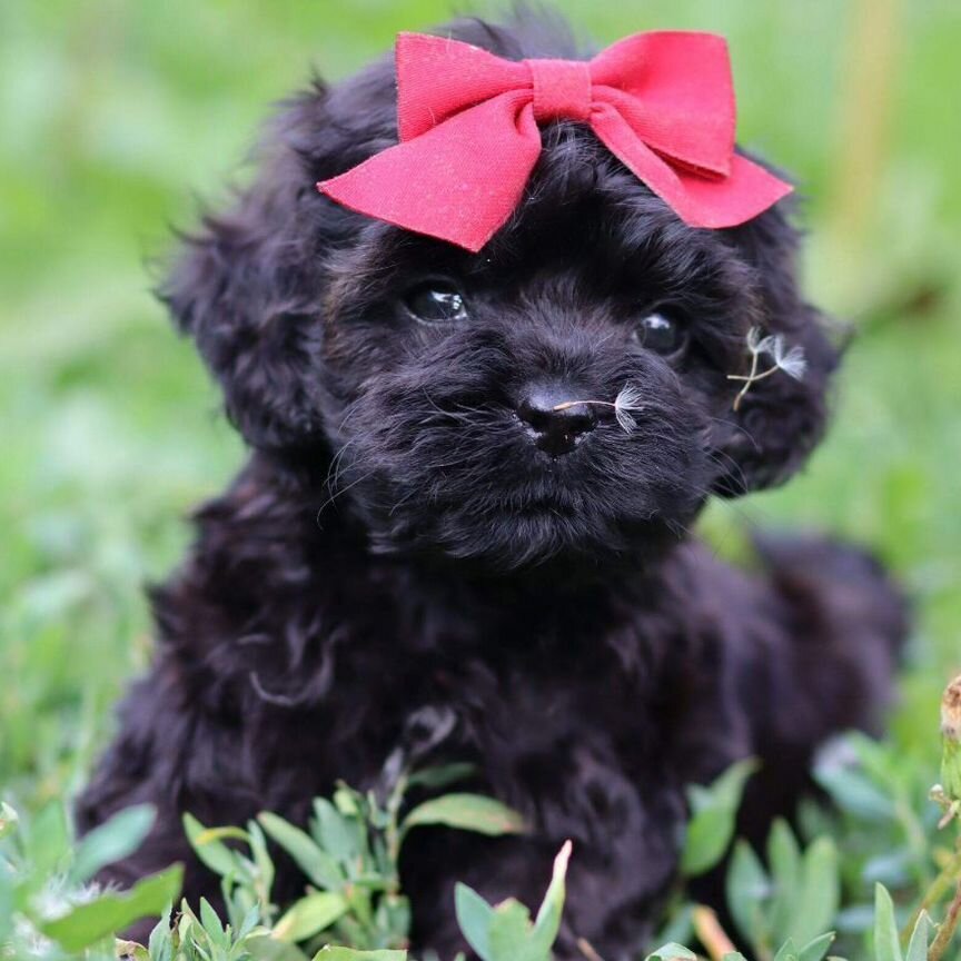 Кокапу, щенок