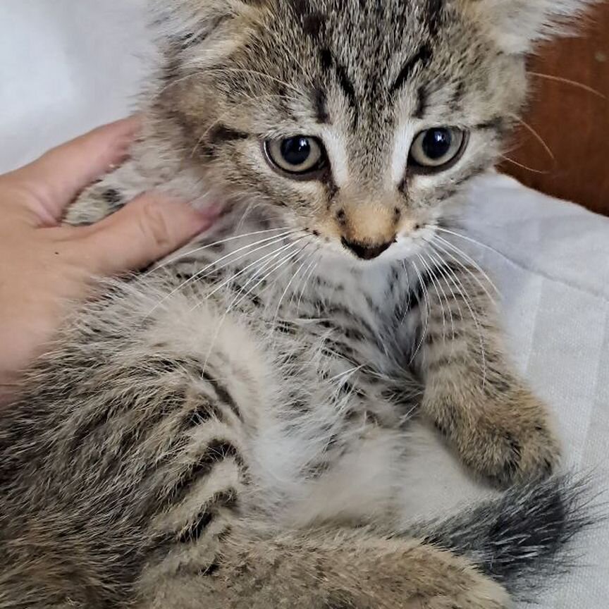 Котенок ищет дом