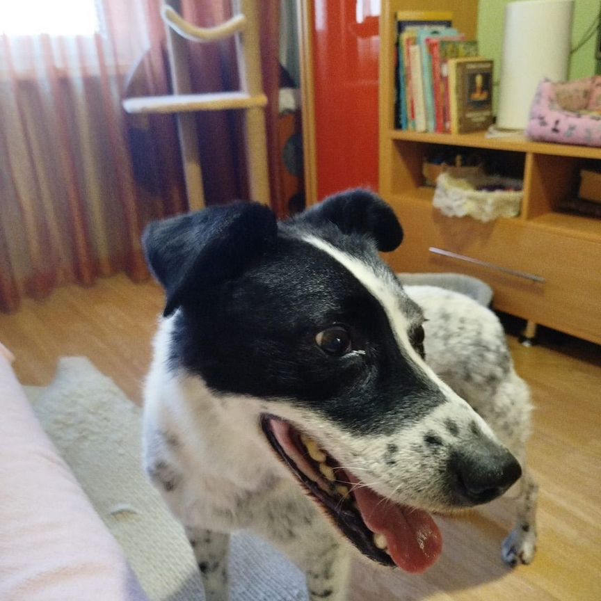 Нашли собаку