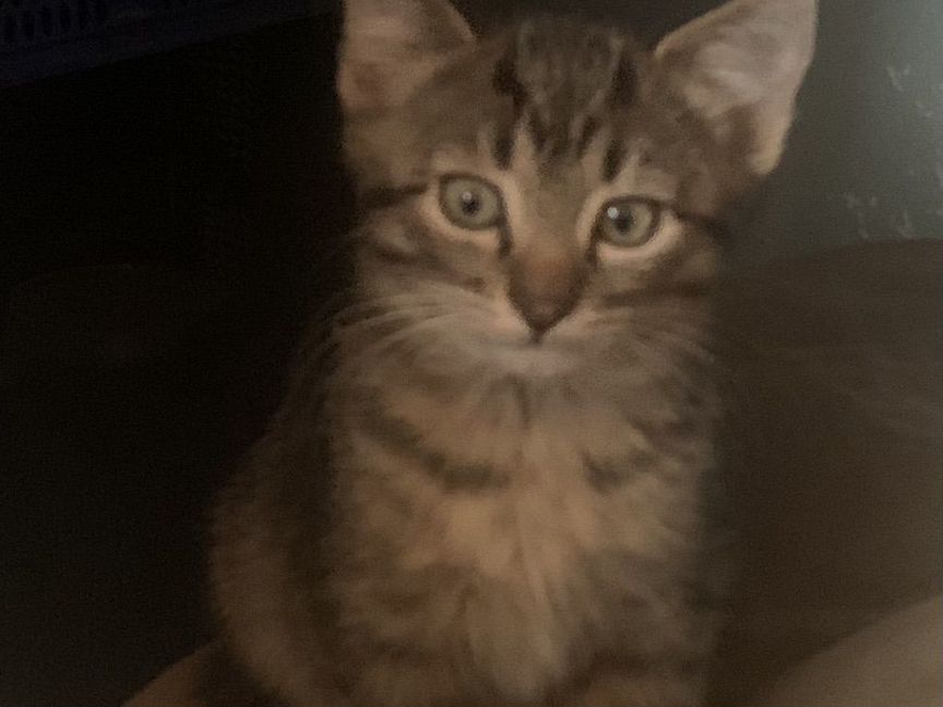Котенок ищет дом котята