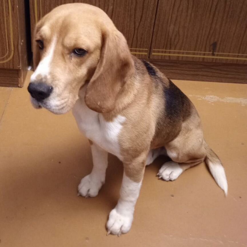 Бигль, взрослая собака