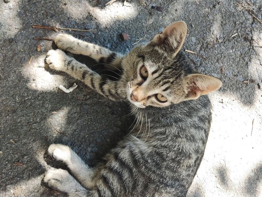 Котёнок в добрые руки