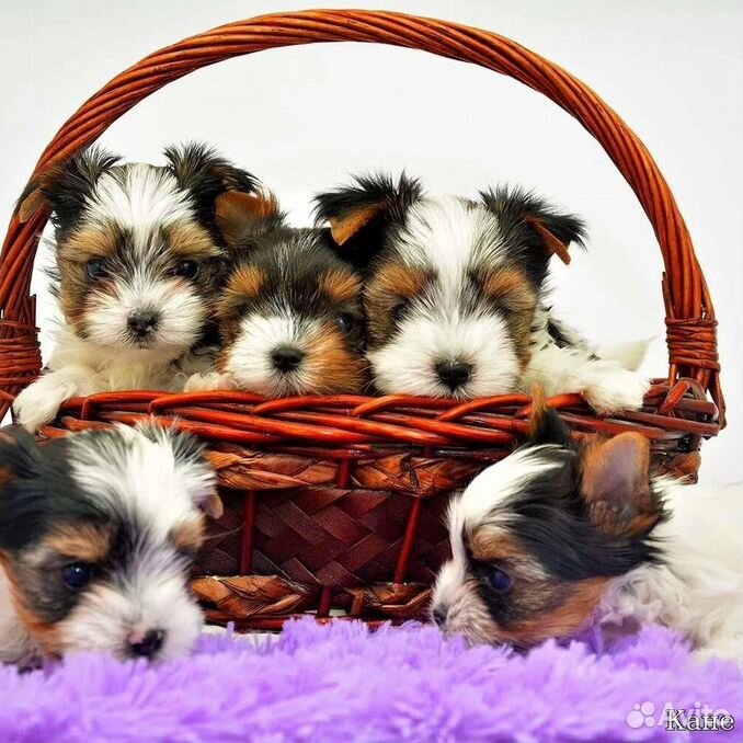 С Р О Ч Н О Биверы щенки мини