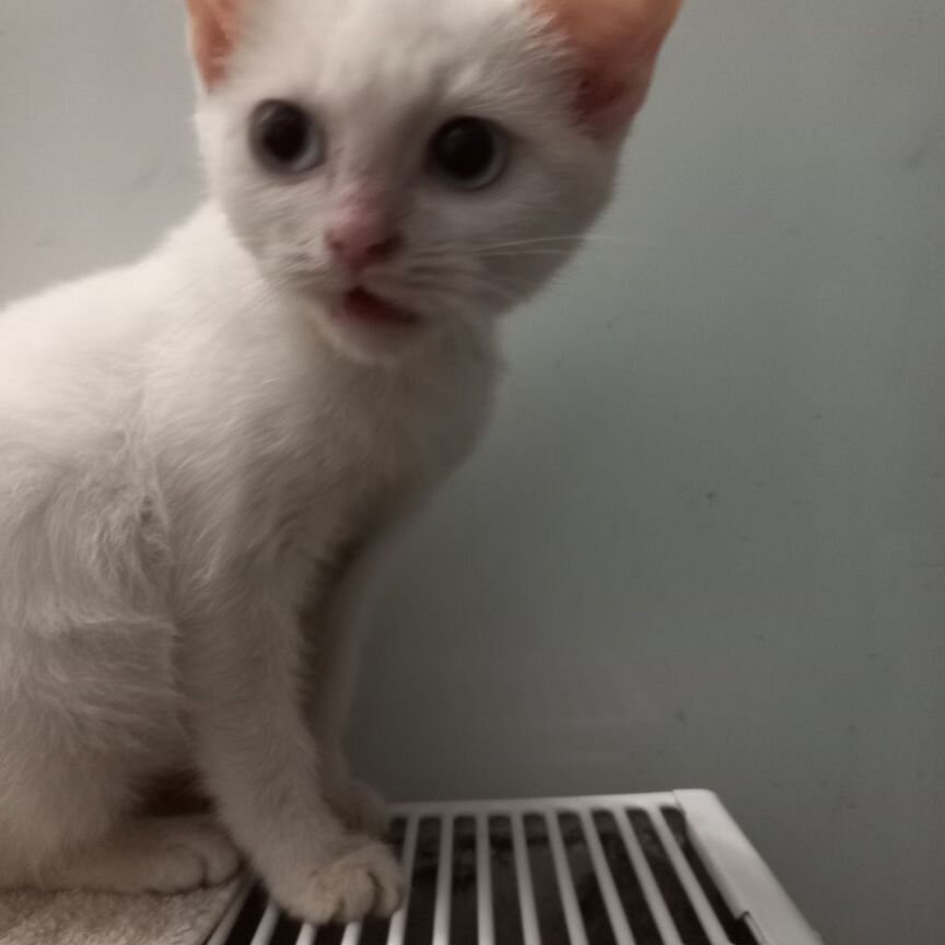 Кошечка ищет дом