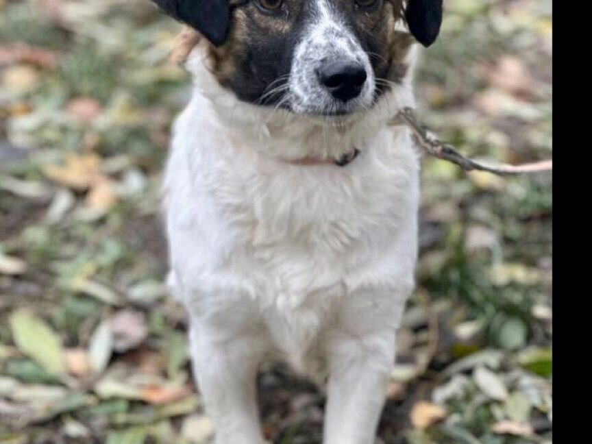 Собака маленькая порода в добрые руки