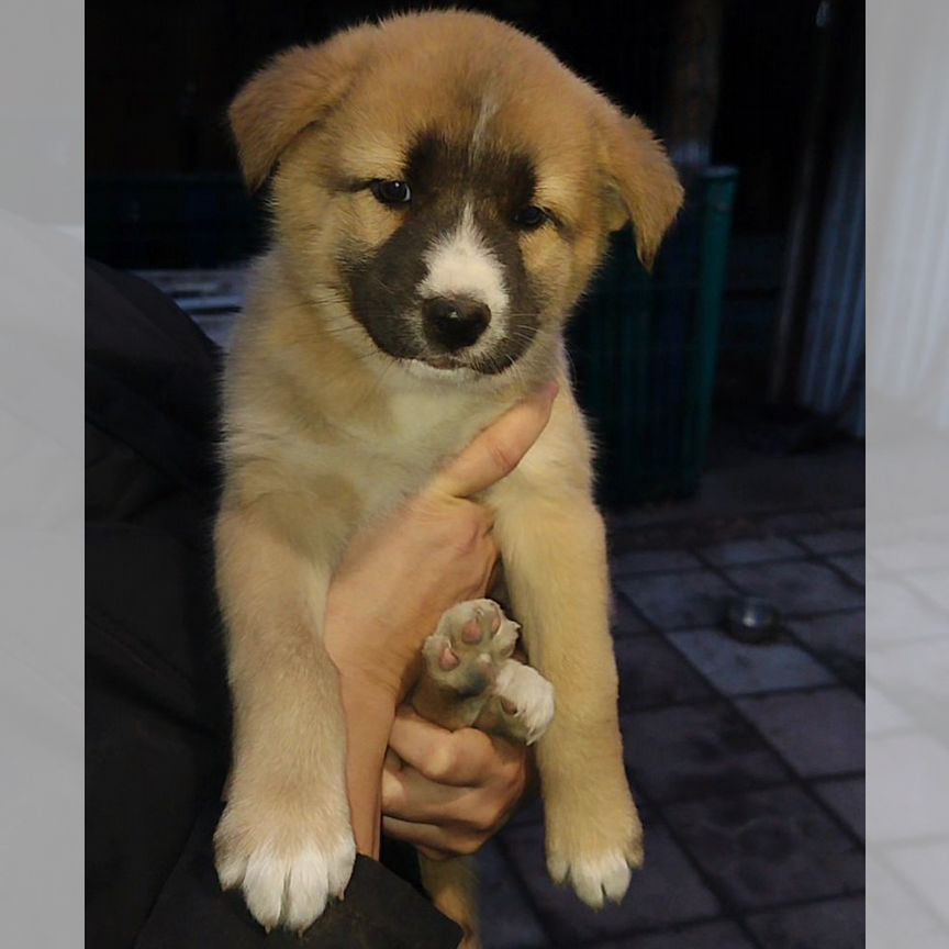 Щенок в добрые руки