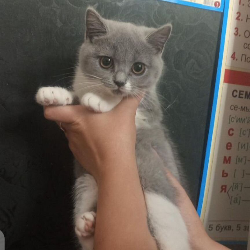 Котёнок