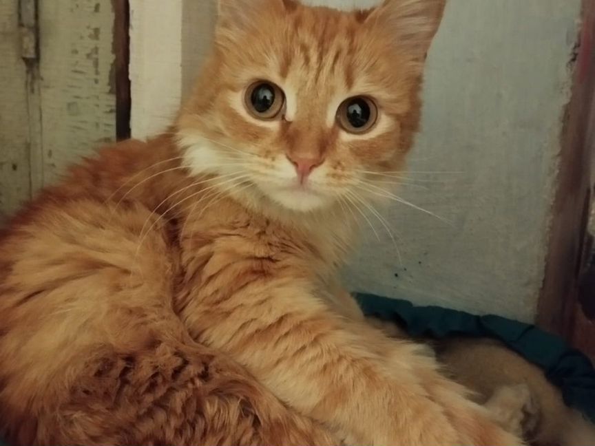 Кошечка в добрые руки