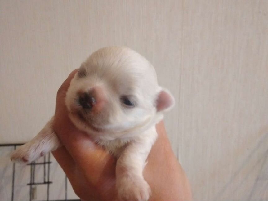 Мальтезе кобель с документами РКФ