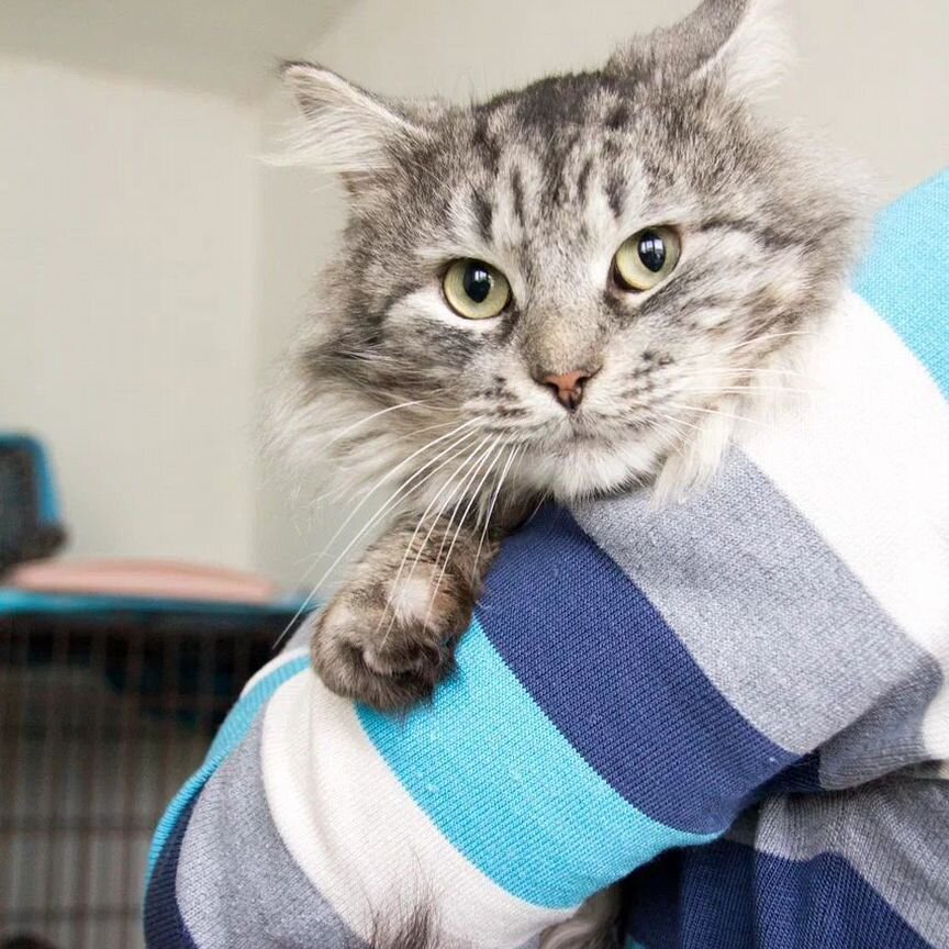 Котик в добрые руки