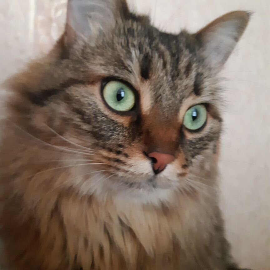 Кот 2 года в дар