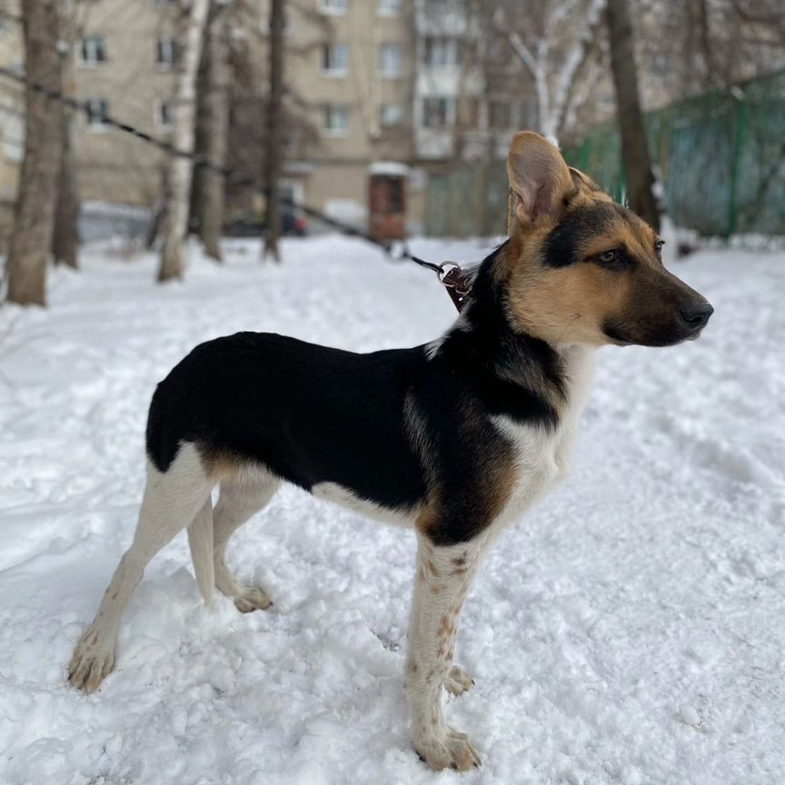 Щенок