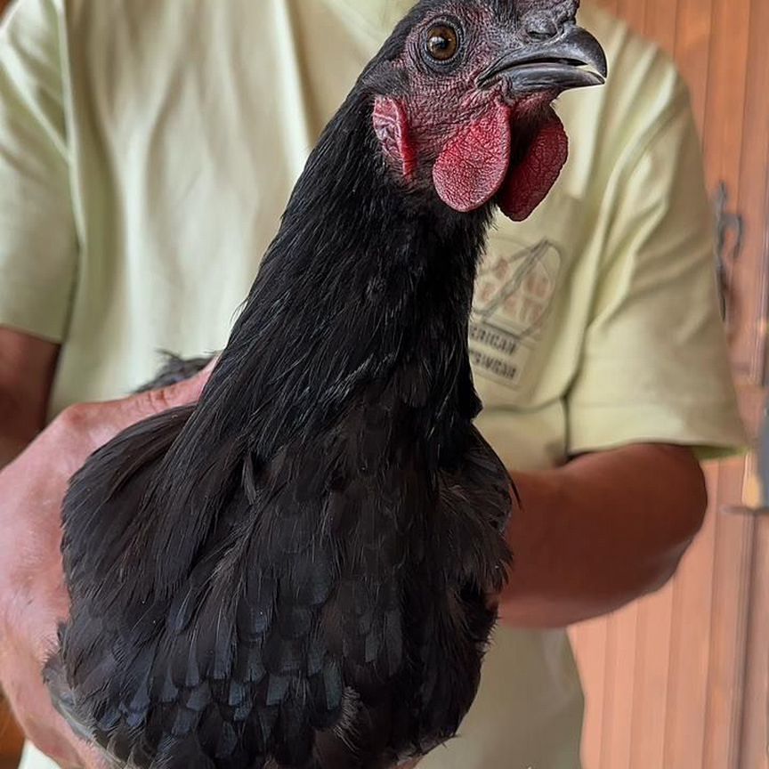 Петух молодой китайский ухейилюй черный