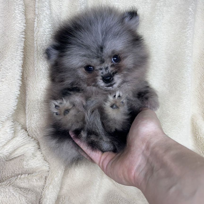 Померанский шпиц, черный мрамор