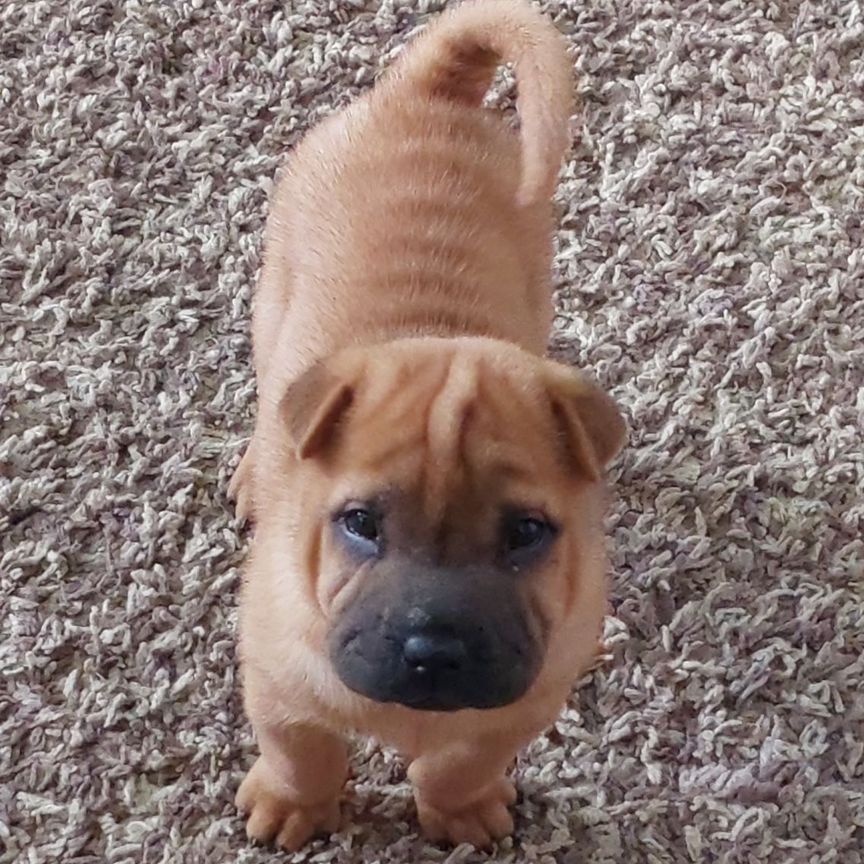 Чудо красавица