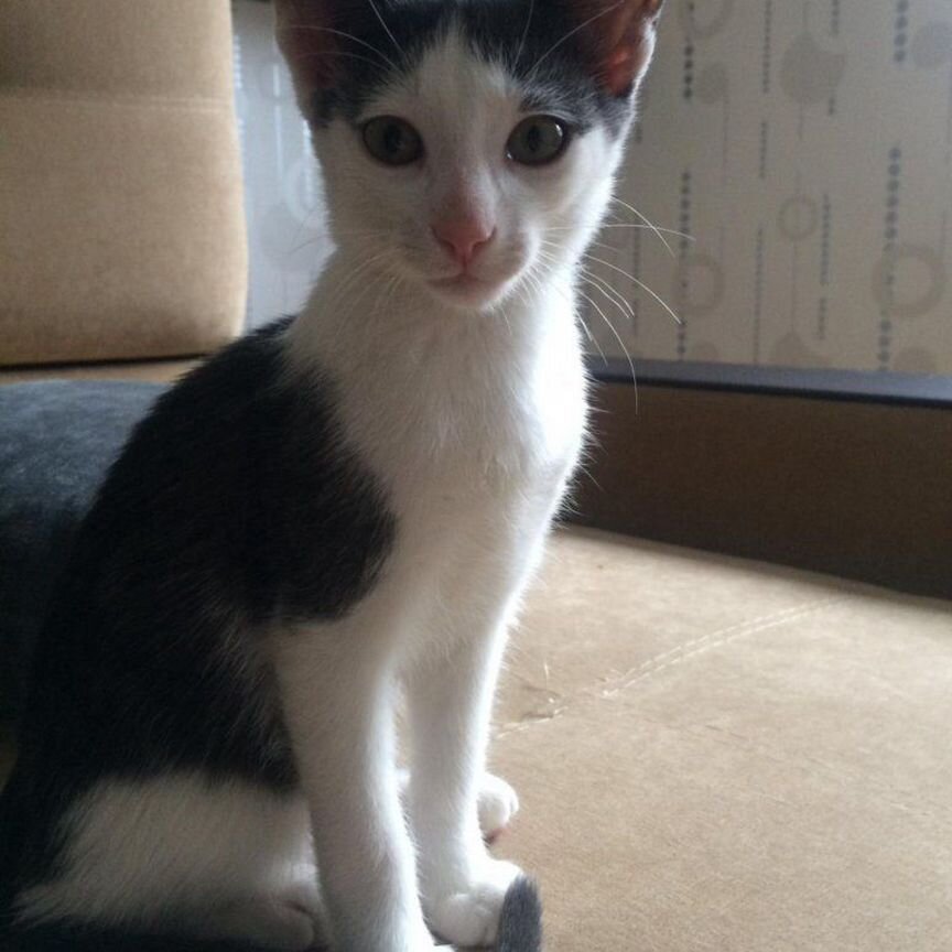 Европейский короткошёрстный котёнок