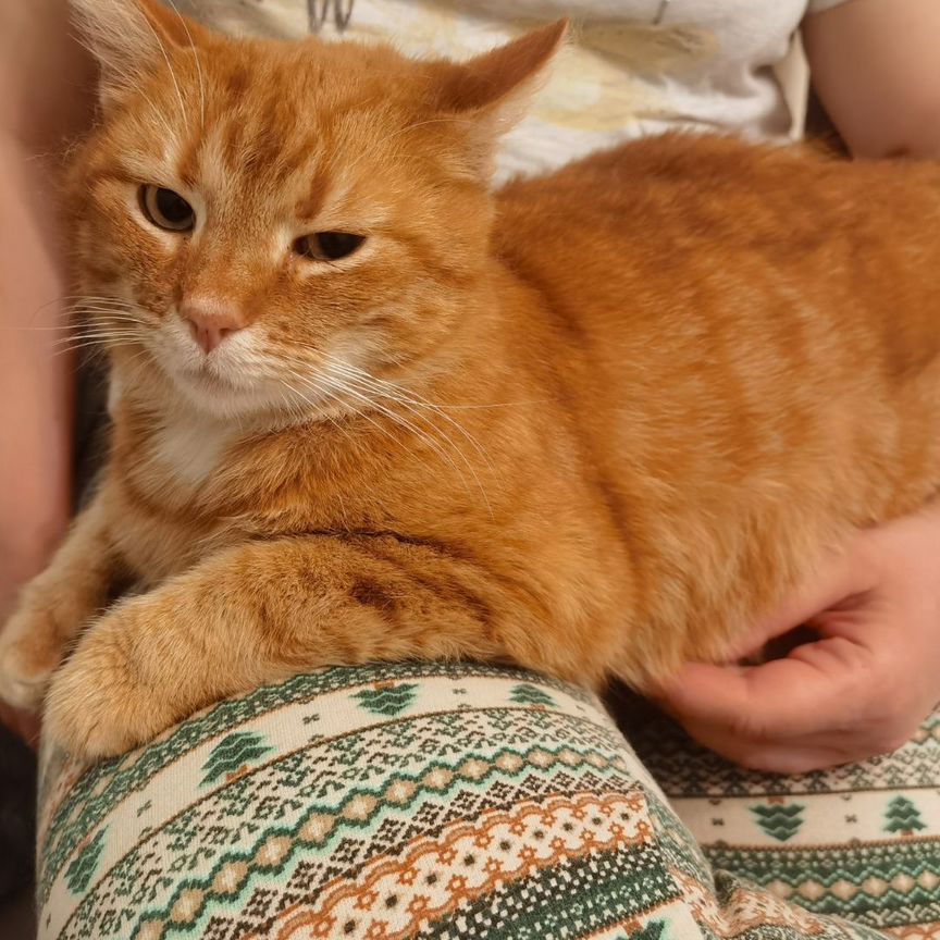 Кот Тигра