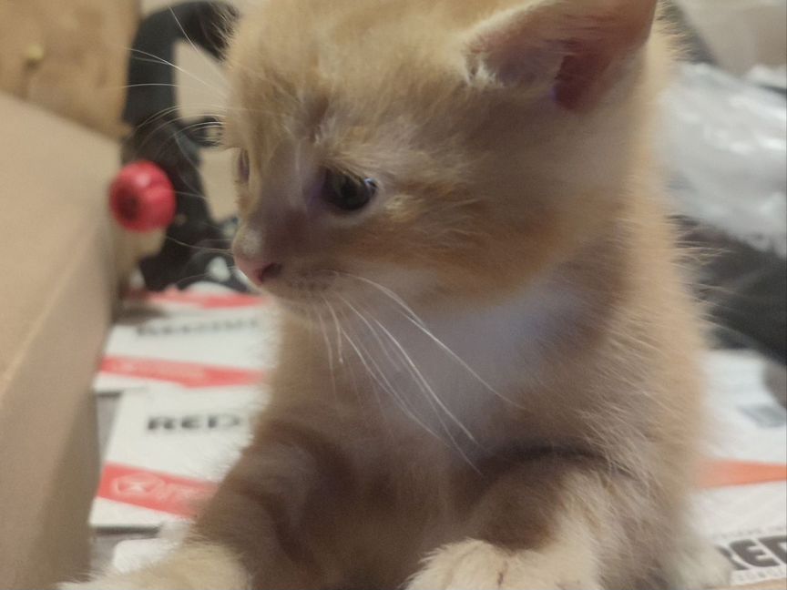 Котята в добрые руки бесплатно