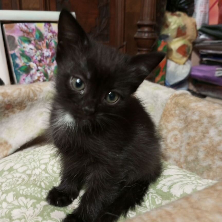 Кошечка, Буся, 2 мес. В добрые, заботливые руки