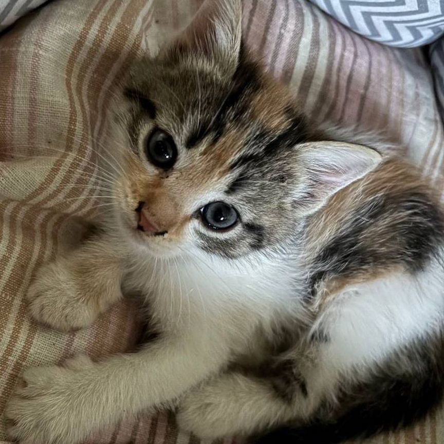 Котенок в хорошие руки