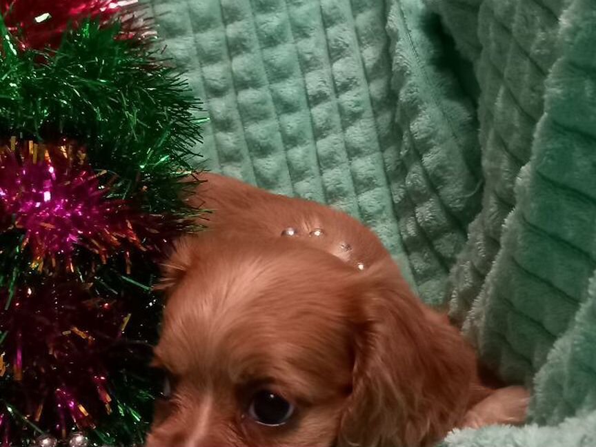 Малыши карандаши