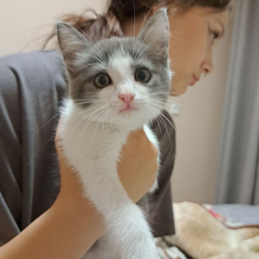 Домашние животные котенок