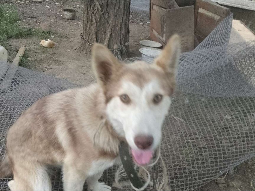 Отдам бесплатно смесь хаски