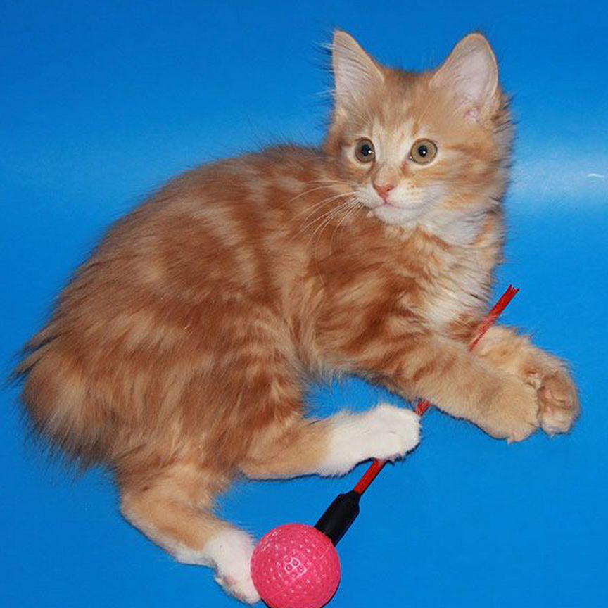 Курильский бобтейл длинношёрстный котёнок