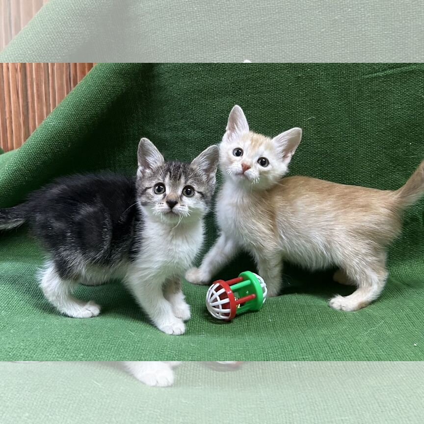 Милые котята ищут дом