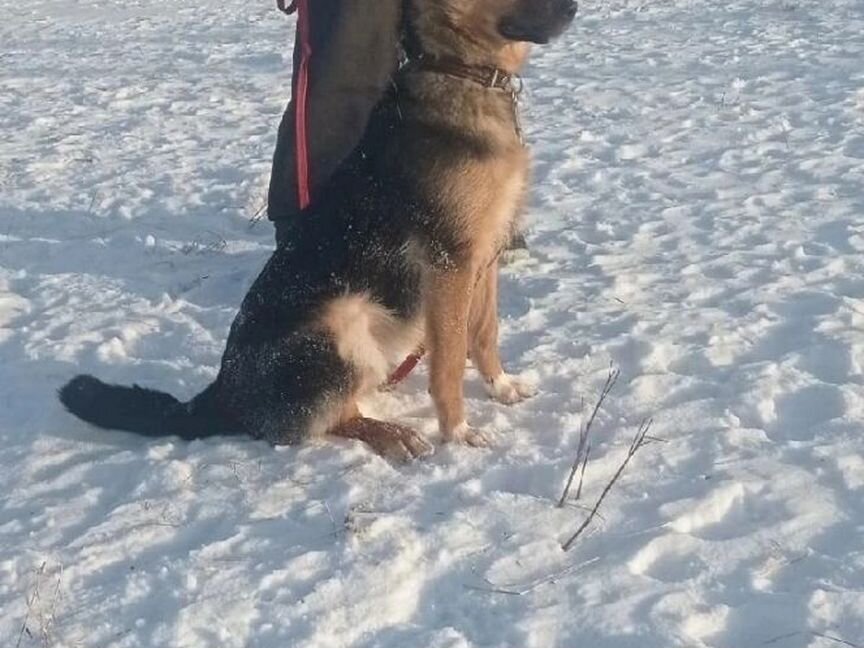 Собака Ася в хорошую семью бесплатно