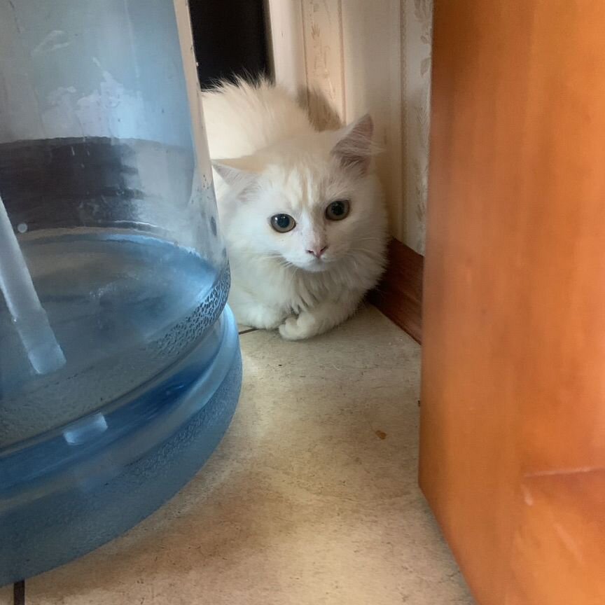 Котики бесплатно в добрые руки
