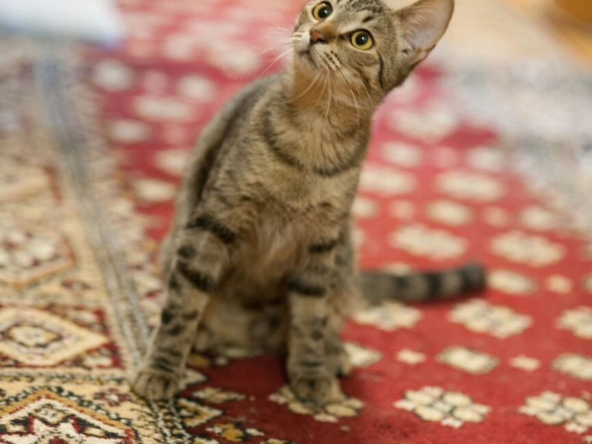 Пенка ищет дом. Косенький котенок девочка