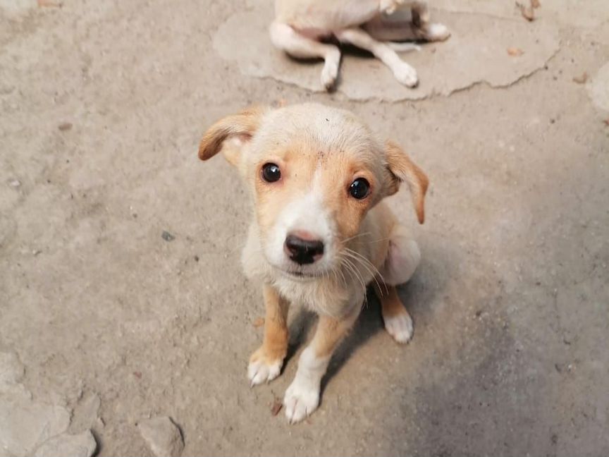 Щенки бесплатно