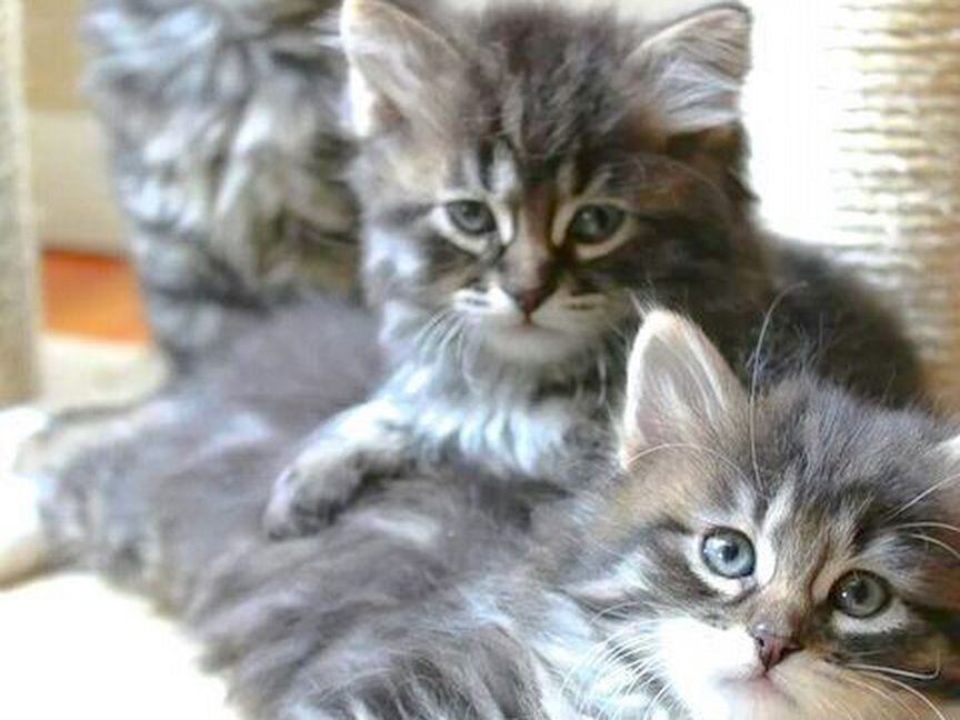 Сибирская Мейн-кун котята