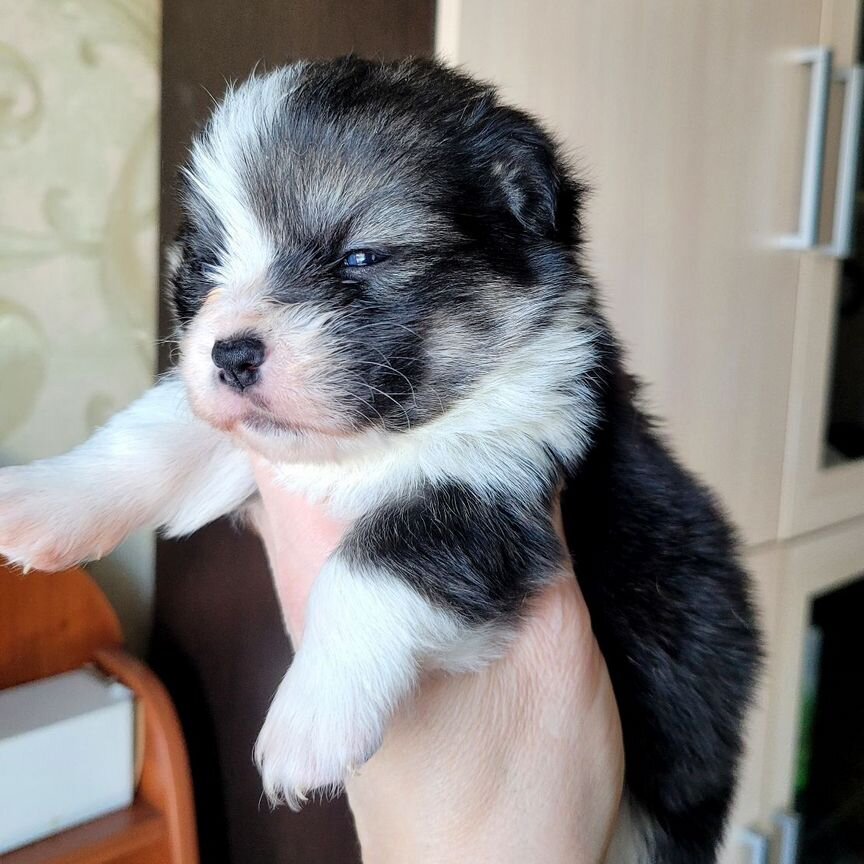 Вельш-корги пемброк девочка