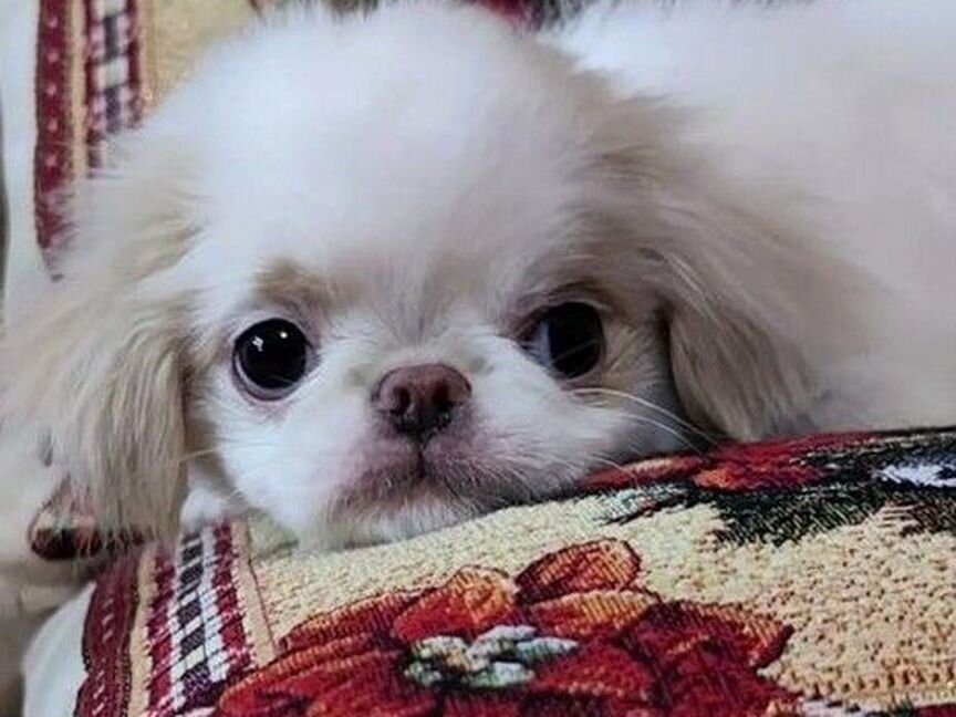 Щенки японский хин