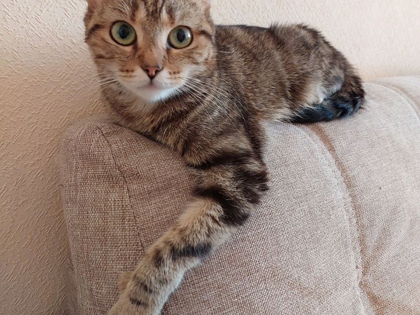 Кот и Кошка в одни добрые руки