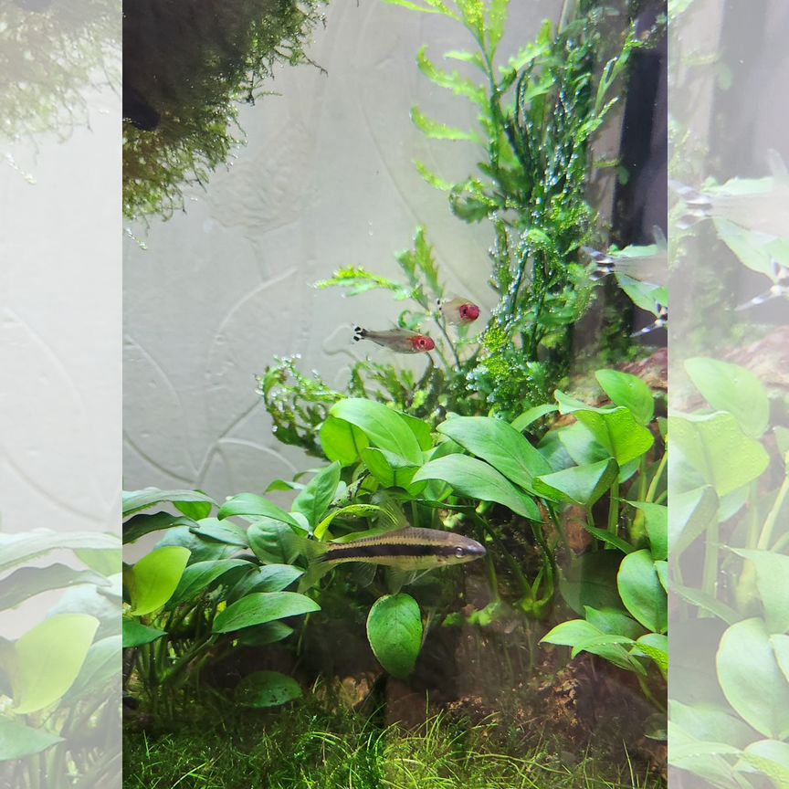 Сиамский водорослеед (SAE) 6-7 см