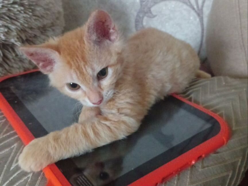 Кошка сфинкс котята